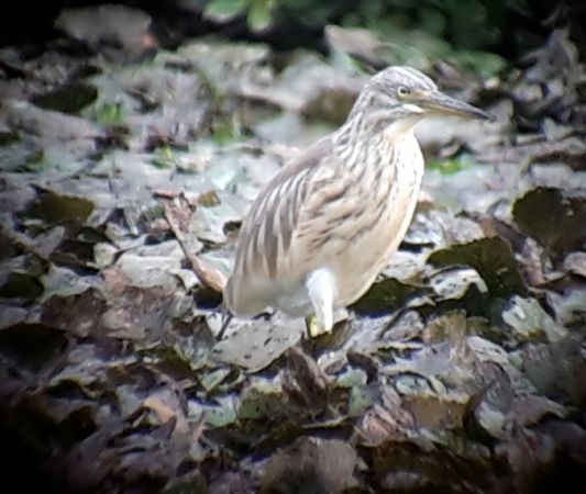 Détail de l'observation - www.ornitho.at