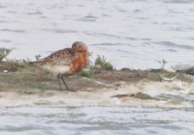 Bemerkung zur Beobachtung - www.ornitho.de