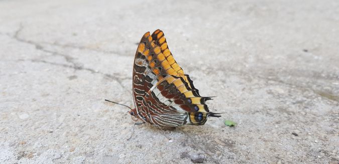 Sighting detail - www.faune-france.org