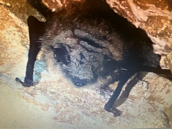 Sighting detail - www.faune-france.org