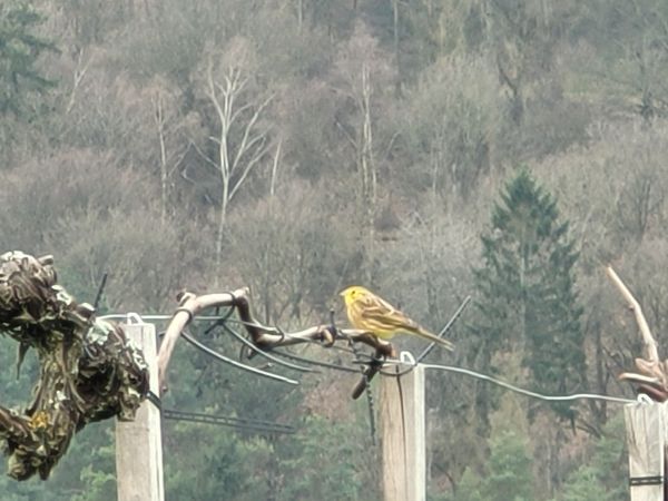 Bemerkung zur Beobachtung - www.ornitho.de