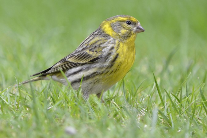 Détail de l'observation - www.faune-alsace.org