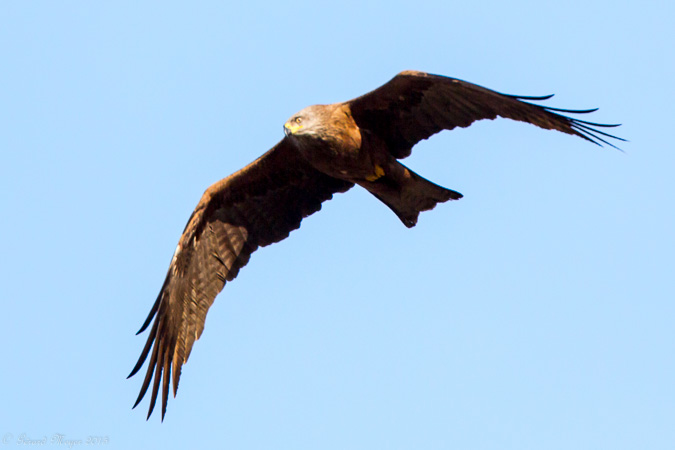 Détail de l'observation - www.faune-alsace.org