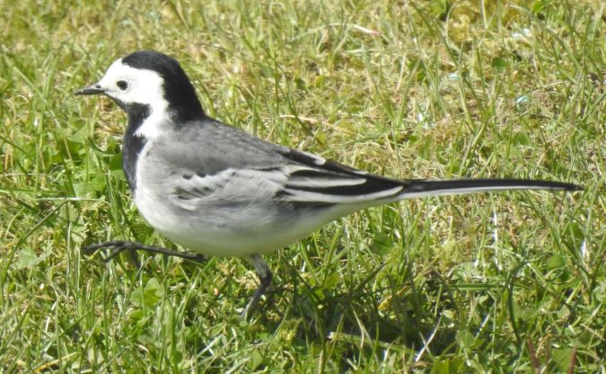 Détail de l'observation - www.faune-alsace.org