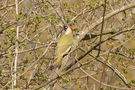 Détail de l'observation - www.faune-alsace.org