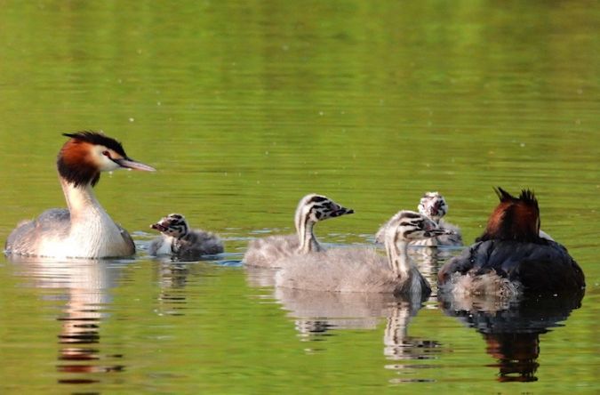 Détail de l'observation - www.faune-alsace.org