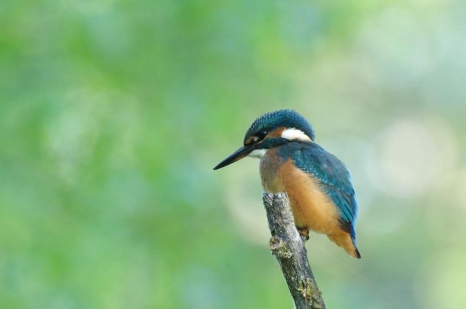 Détail de l'observation - www.faune-alsace.org