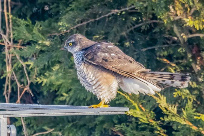 Détail de l'observation - www.faune-alsace.org