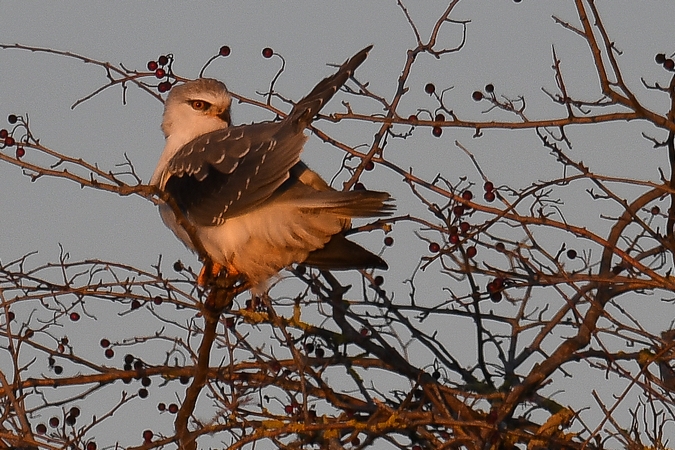 Détail de l'observation - www.faune-anjou.org