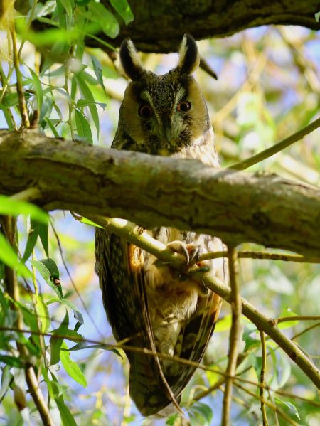 Détail de l'observation - www.faune-champagne-ardenne.org