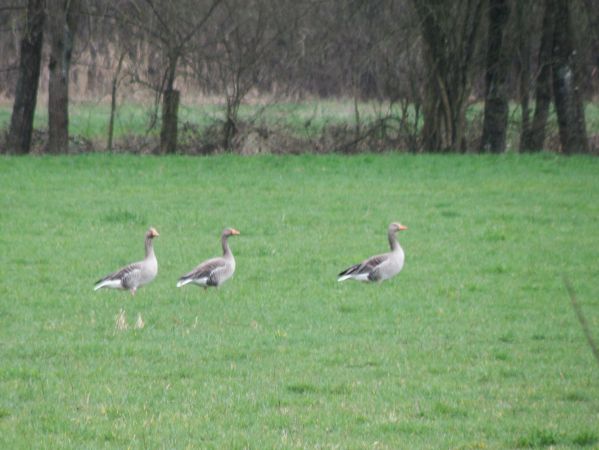 Détail de l'observation - www.faune-champagne-ardenne.org