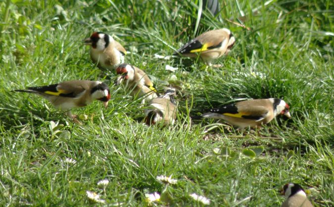 Détail de l'observation - www.faune-champagne-ardenne.org
