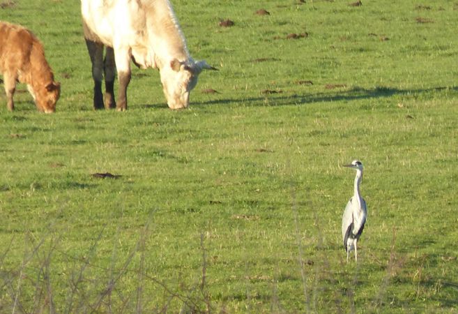 Détail de l'observation - www.faune-rhone.org