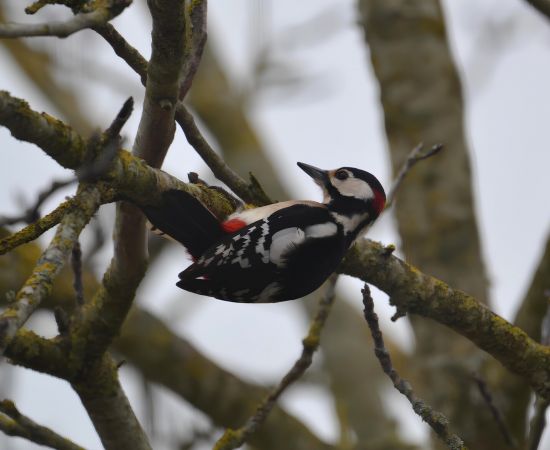 Détail de l'observation - www.faune-champagne-ardenne.org