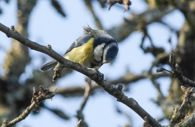 Détail de l'observation - www.faune-champagne-ardenne.org