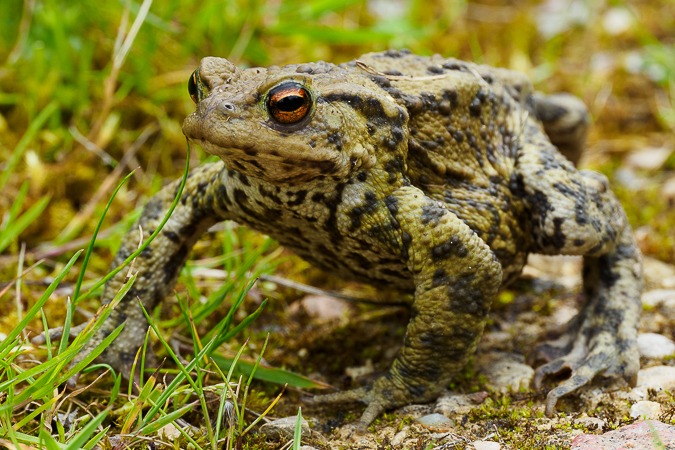 Détail de l'observation - www.faune-iledefrance.org