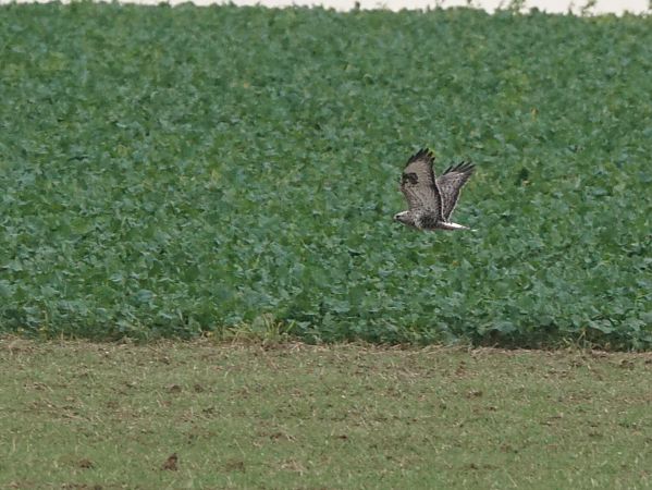 Détail de l'observation - www.faune-champagne-ardenne.org