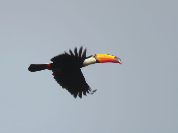 Détail de l'observation - www.faune-guyane.fr