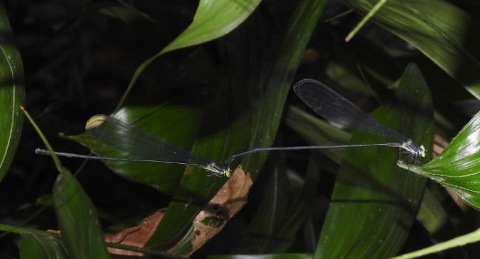 Détail de l'observation - www.faune-guyane.fr