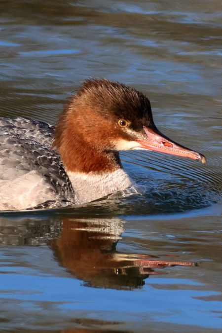 Détail de l'observation - www.faune-iledefrance.org