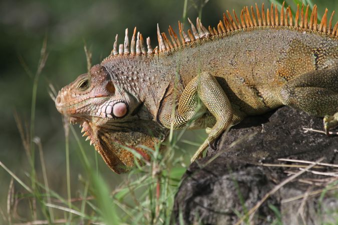 Détail de l'observation - www.faune-martinique.org