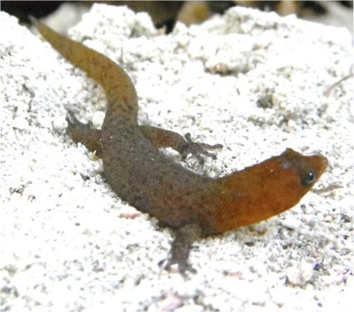 Détail de l'observation - www.faune-martinique.org