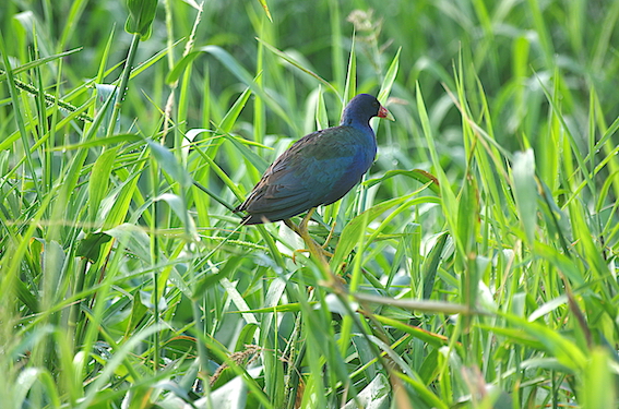 Détail de l'observation - www.faune-martinique.org