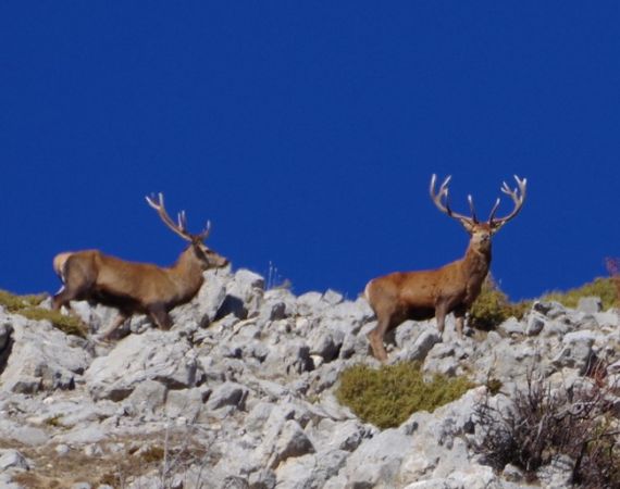 Détail de l'observation - www.faune-paca.org