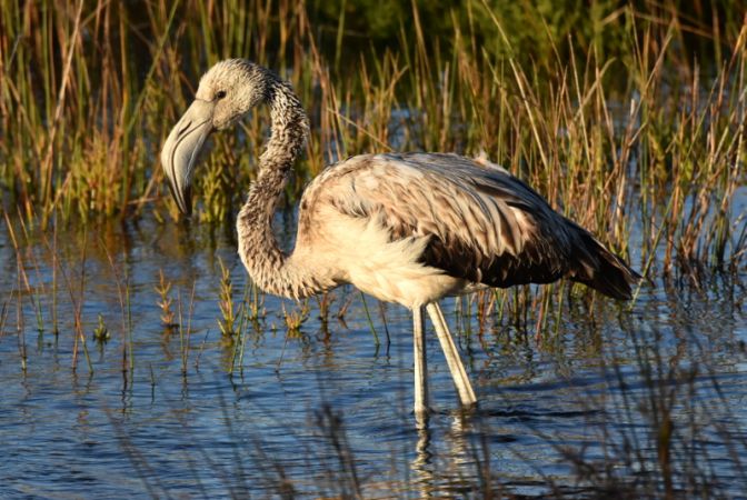 Détail de l'observation - www.faune-paca.org