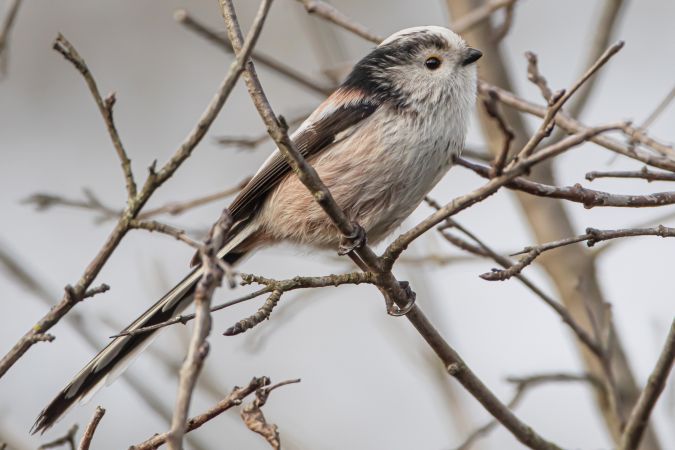 Détail de l'observation - www.faune-rhone.org
