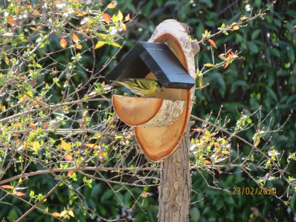 Détail de l'observation - www.oiseauxdesjardins.fr