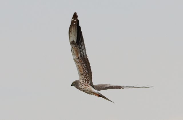 Détail de l'observation - www.ornitho.at