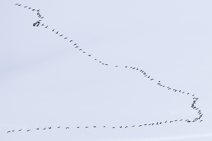 Détail de l'observation - www.ornitho.at