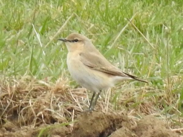 Détail de l'observation - www.ornitho.at