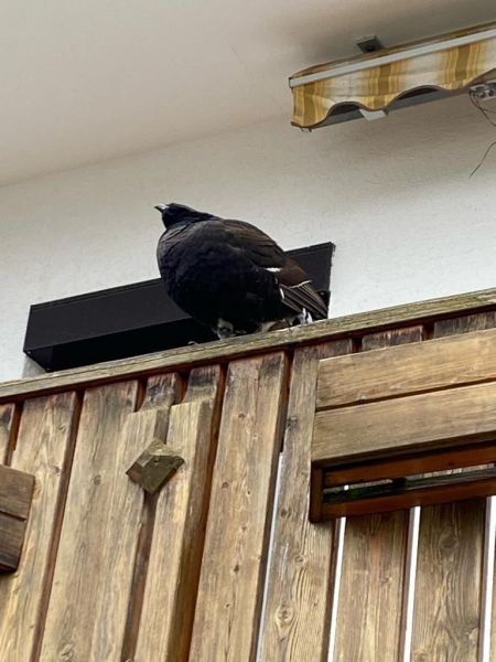Détail de l'observation - www.ornitho.at