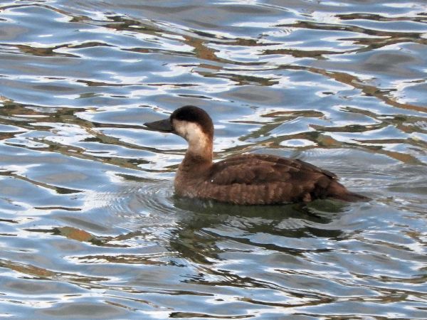Détail de l'observation - www.ornitho.at