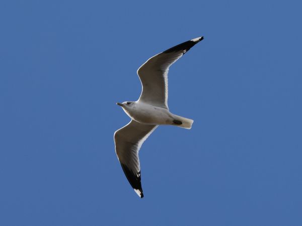 Détail de l'observation - www.ornitho.at