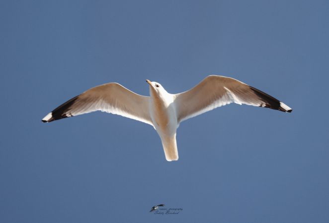 Détail de l'observation - www.ornitho.at