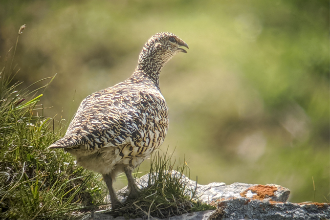 Détail de l'observation - www.ornitho.ch