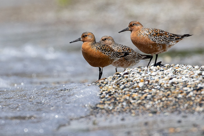 Détail de l'observation - www.ornitho.ch