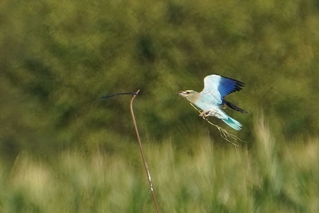 Détail de l'observation - www.ornitho.ch