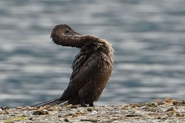 Détail de l'observation - www.ornitho.ch