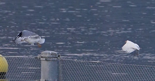 Détail de l'observation - www.ornitho.ch