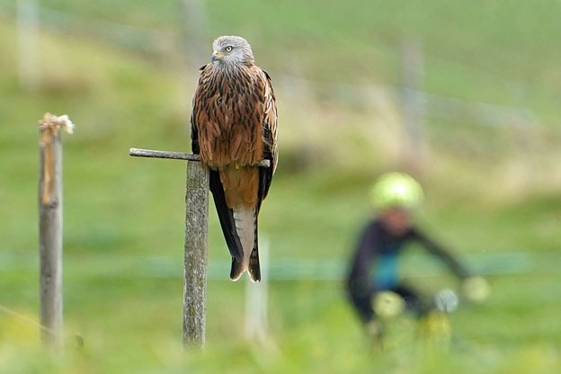 Détail de l'observation - www.ornitho.ch