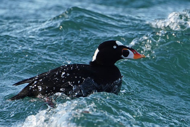 Détail de l'observation - www.ornitho.ch