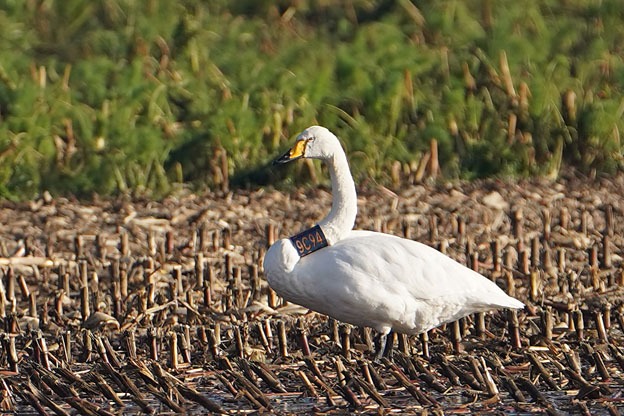 Détail de l'observation - www.ornitho.ch