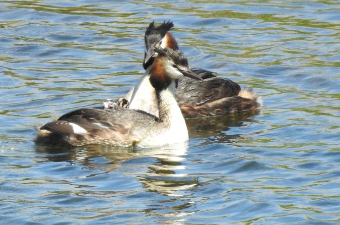 Bemerkung zur Beobachtung - www.ornitho.de