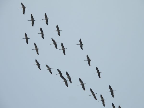 Bemerkung zur Beobachtung - www.ornitho.de