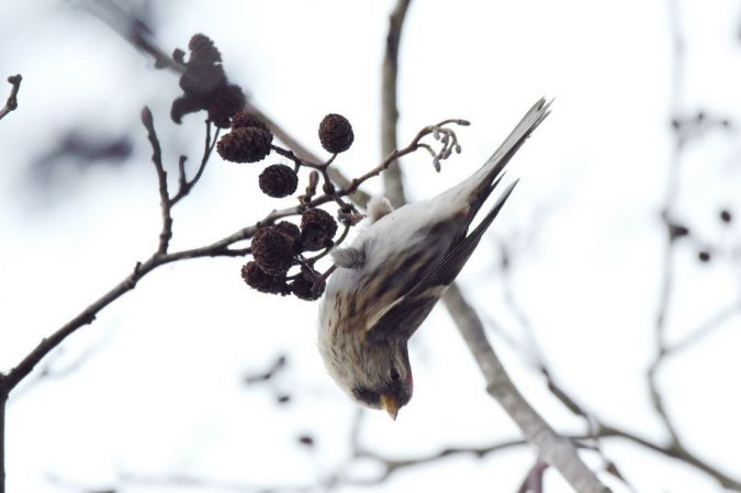 Bemerkung zur Beobachtung - www.ornitho.de