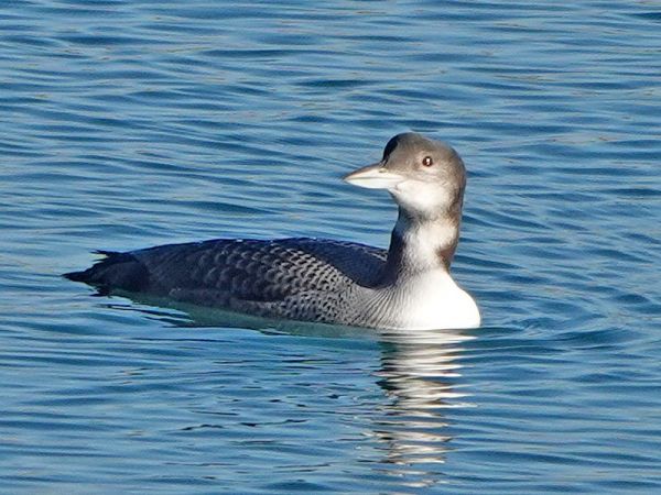 Bemerkung zur Beobachtung - www.ornitho.de
